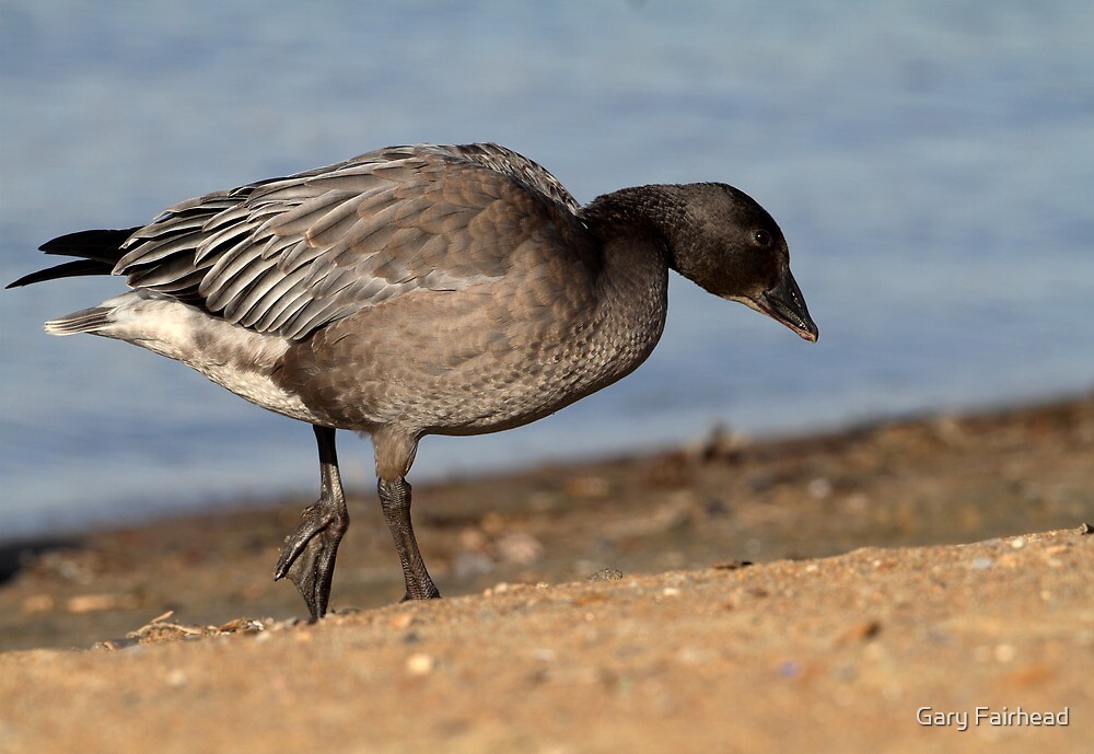 " Lesser Snow Goose / Juvenile Dark Morph" by Gary Fairhead | Redbubble
