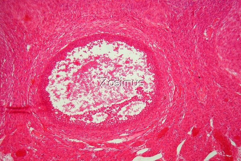 "Ovary cells under the microscope." by Zosimus | Redbubble