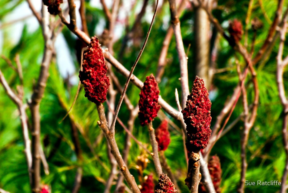 "The Poop Tree (Sumac tree)" by Sue Ratcliffe | Redbubble