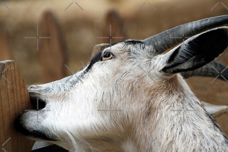 "Goats Eat Anything, and I'm a Goat!" by Heather Friedman | Redbubble