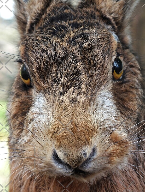 "Mad as a March Hare" by Yampimon | Redbubble