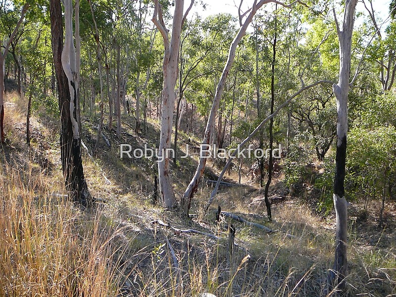 "Dry and Rugged Terrain in the Australian Bush" by Robyn J. Blackford ...