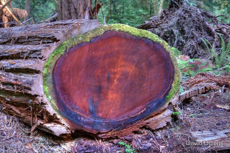 "Great Redwood tree" by David Owens | Redbubble
