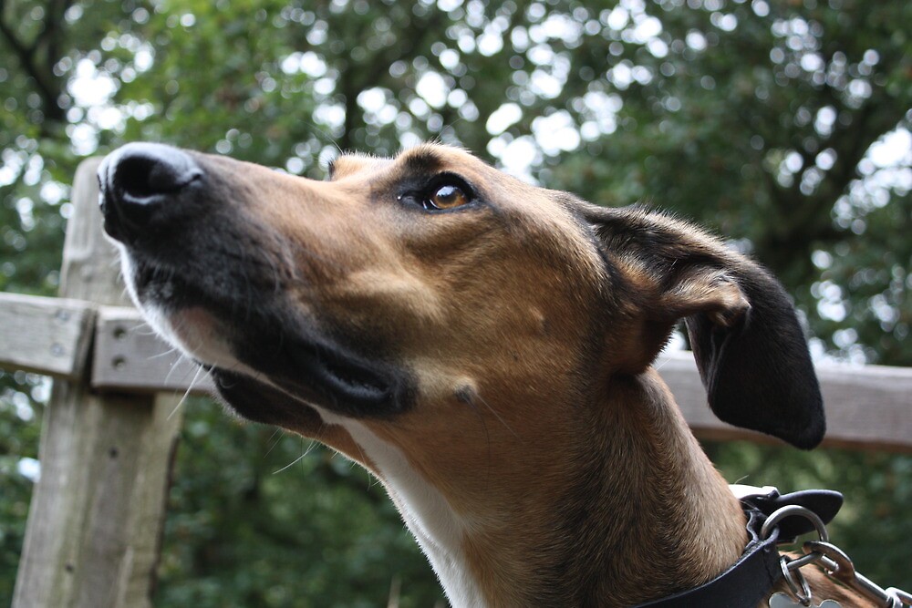 "A pondering dog" by Joanne Plimmer | Redbubble