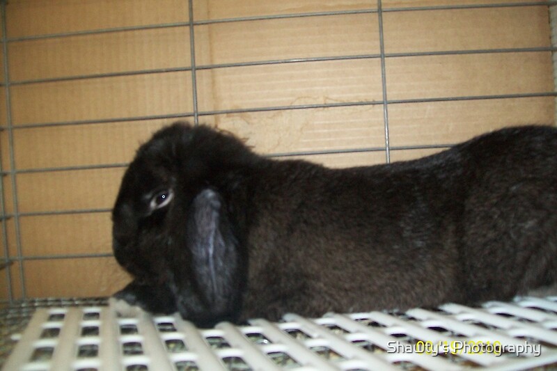 "Long eared Bunny Rabbit" by Shawty's Photography | Redbubble