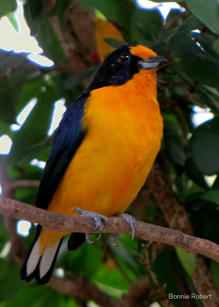 "Violaceous Euphonia (Male) True Finch Family" by Bonnie Robert | Redbubble
