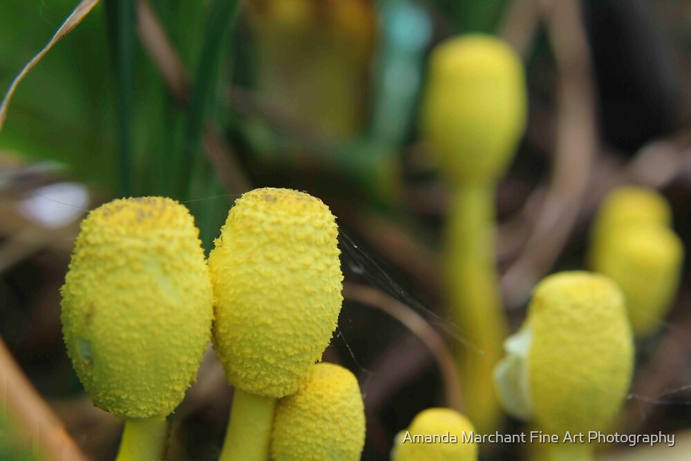 "Fungus Weranga QLD Australia" by The Barefooted Bohemian Fine Art ...