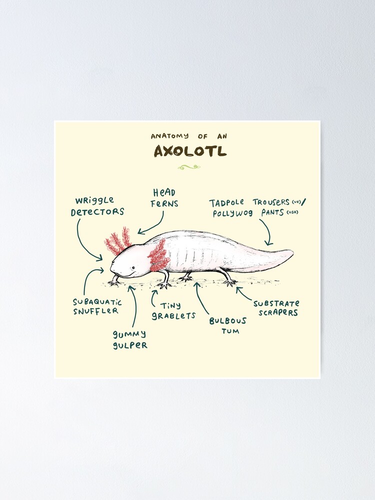 "Anatomy of an Axolotl" Poster by SophieCorrigan | Redbubble