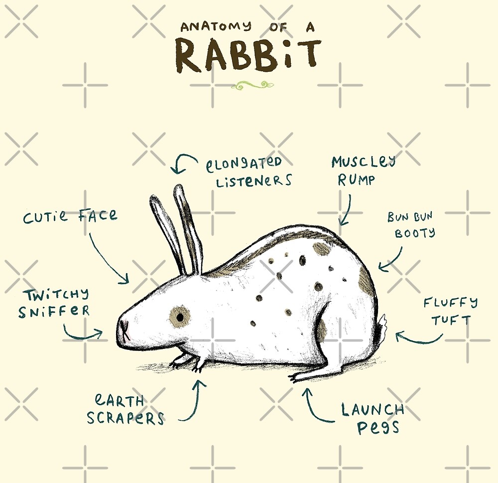 Anatomy Of A Rabbit