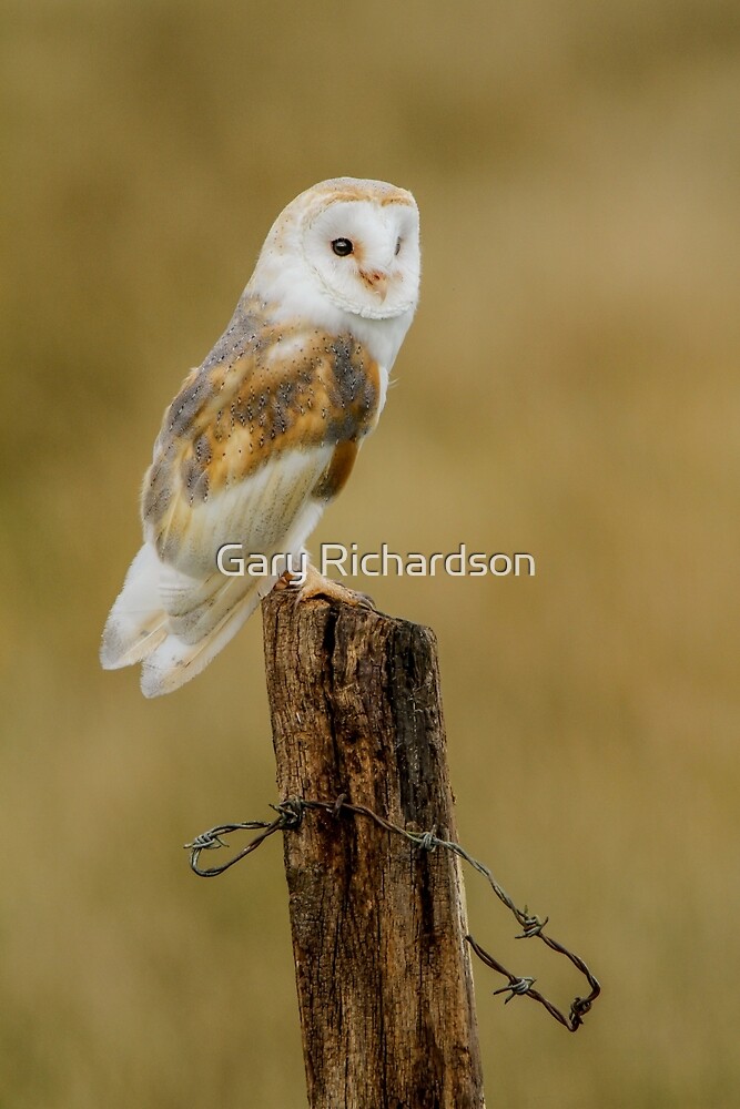 "Barn Owl" by Gary Richardson | Redbubble