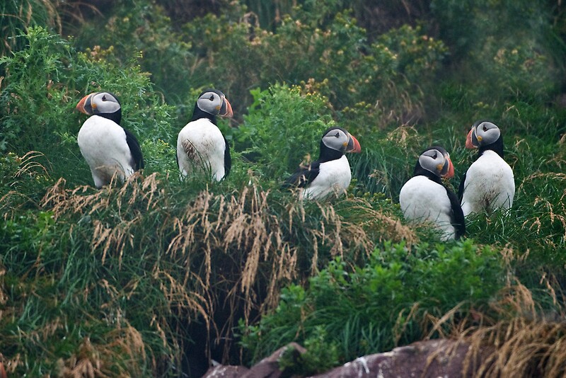 "Atlantic Puffins - Newfoundland Canada" by Raymond J Barlow | Redbubble