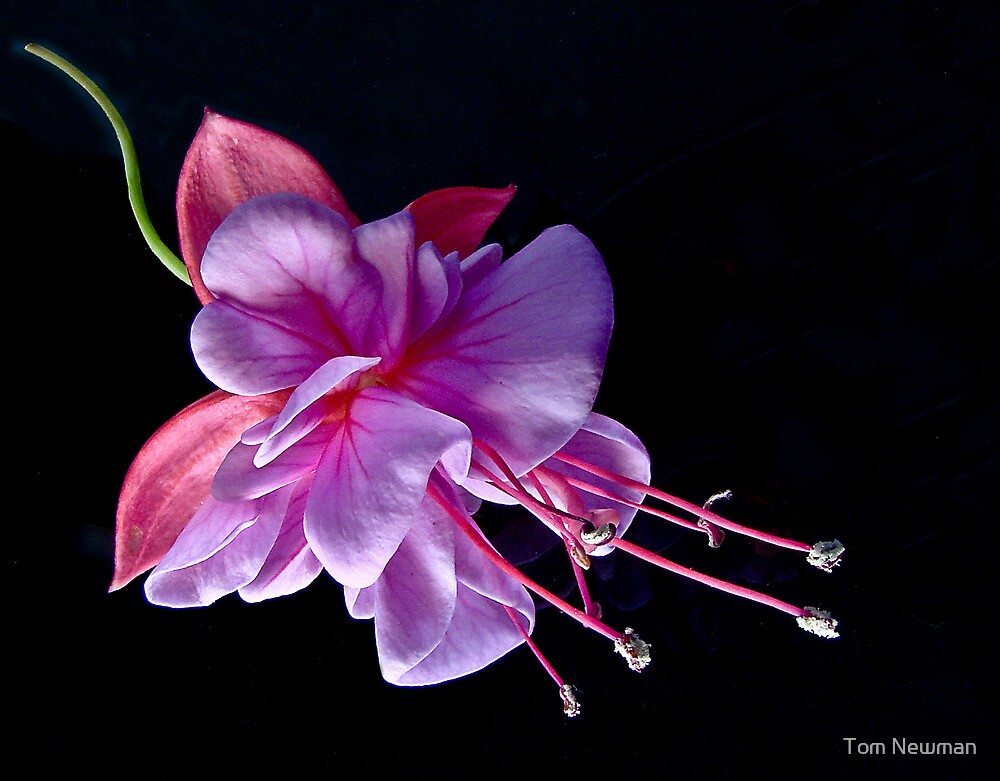 "Fuchsia - Heidi Ann" by Tom Newman | Redbubble