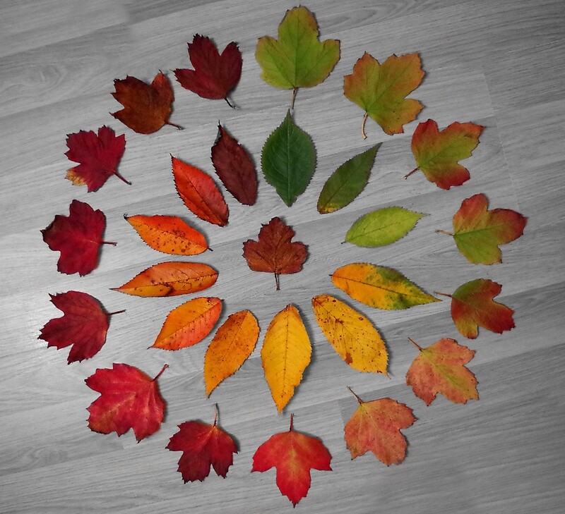 "Cycle of leaf - autumn colors of a leaf " by Simon-dell | Redbubble