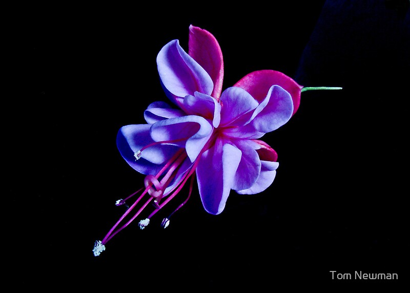 "Fuchsia -- Heidi Ann III" by Tom Newman | Redbubble