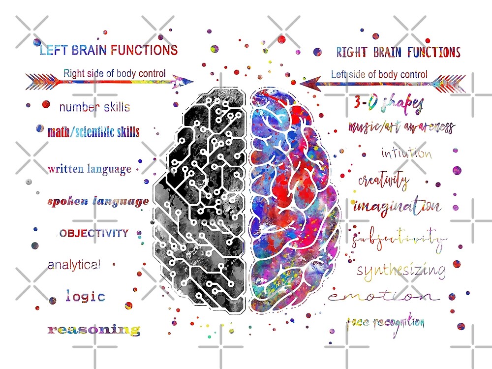 "Left and right brain function" by Rosaliartbook | Redbubble
