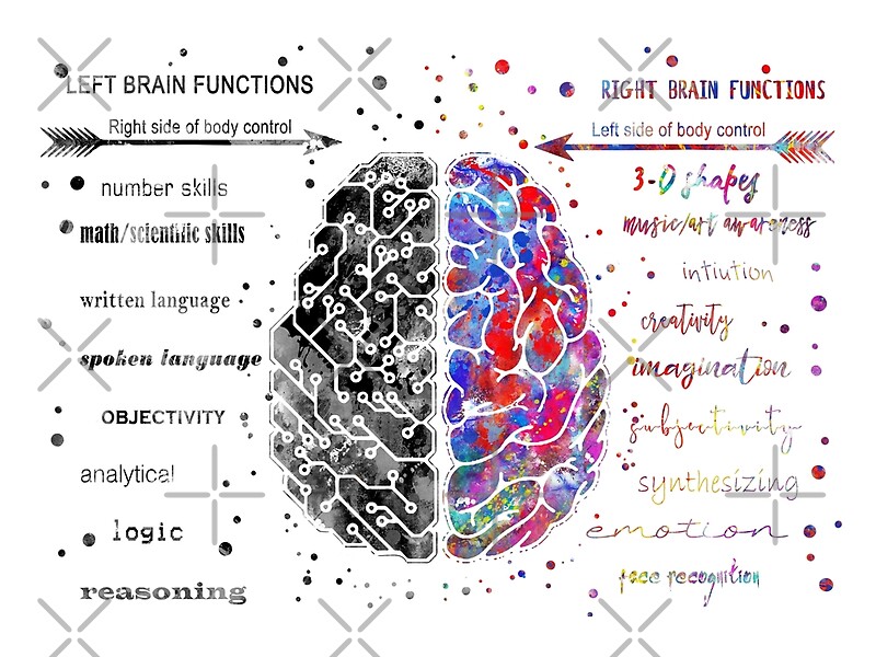 "Left and right brain function" by Rosaliartbook | Redbubble