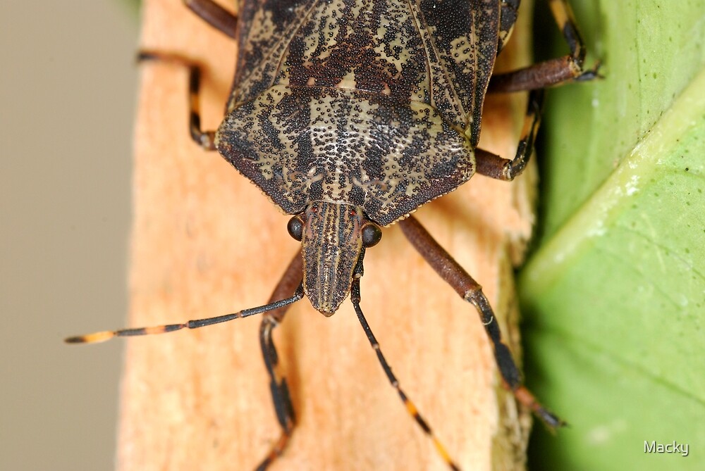 "Bark Stink Bug" by Macky | Redbubble