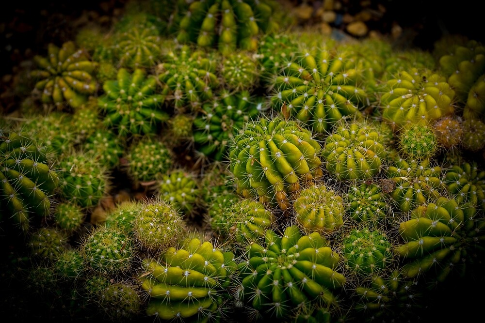 "Cacti Cluster" by Keith G. Hawley | Redbubble