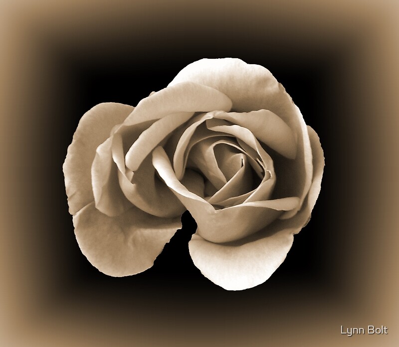 "Sepia Rose" by Lynn Bolt | Redbubble