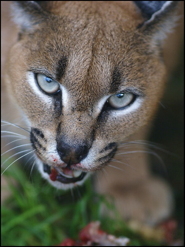 "Caracal Lynx feeding" by Ian Midwinter | Redbubble