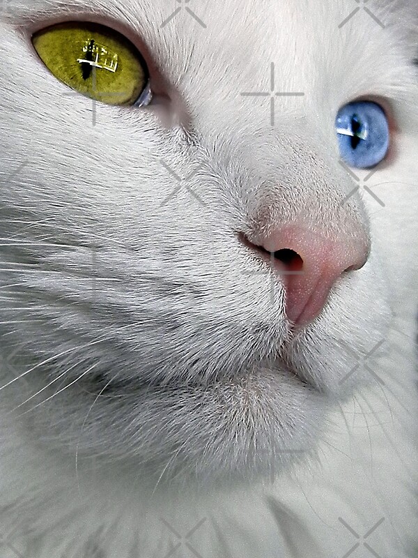 "Do Cats Wonder About The Meaning of Life?" by Scott Mitchell | Redbubble