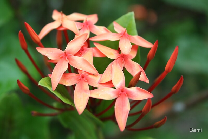 "More Flowers in Fiji" by Bami | Redbubble