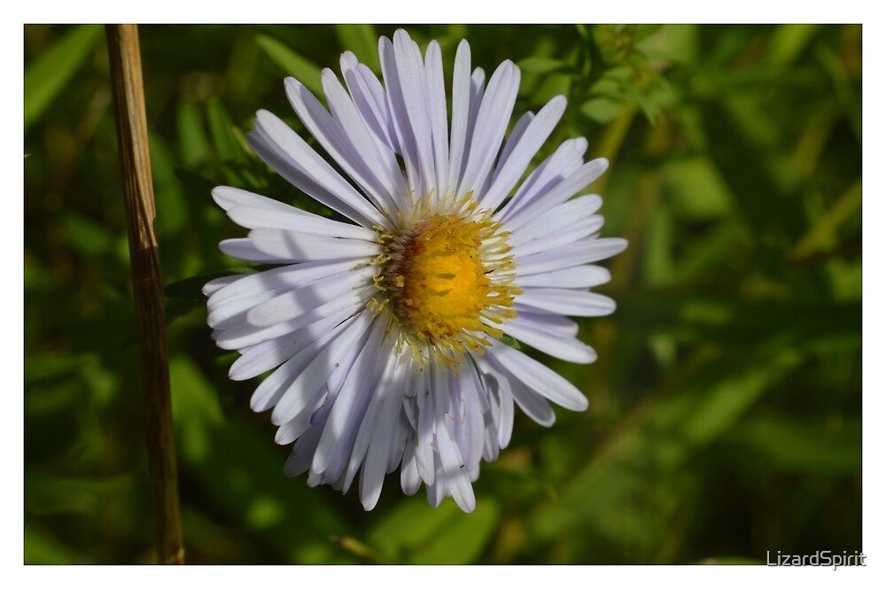 Aromatic Aster By Lizardspirit Redbubble