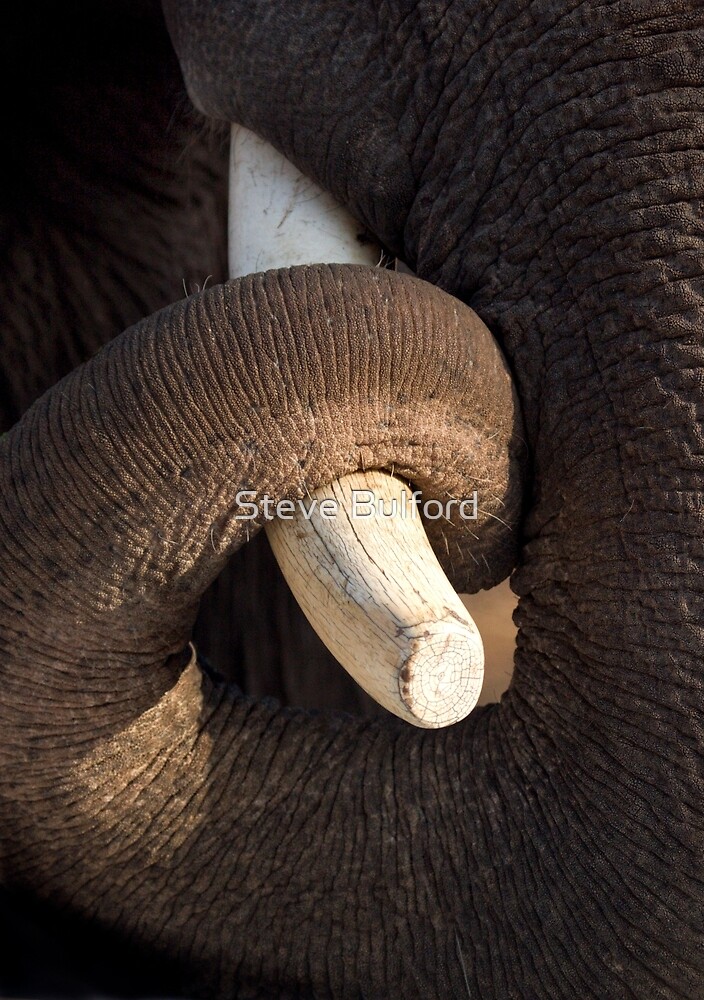 "Tusk and Trunk" by Steve Bulford | Redbubble