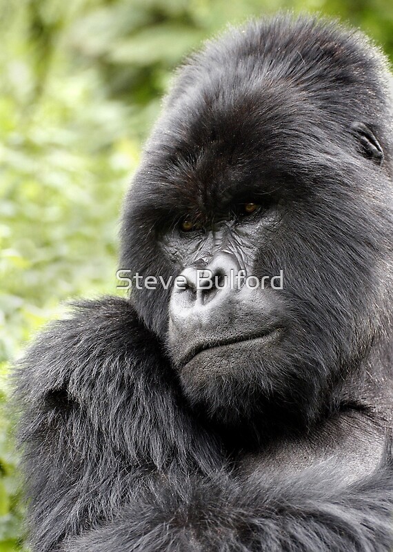 "Silverback" by Steve Bulford | Redbubble