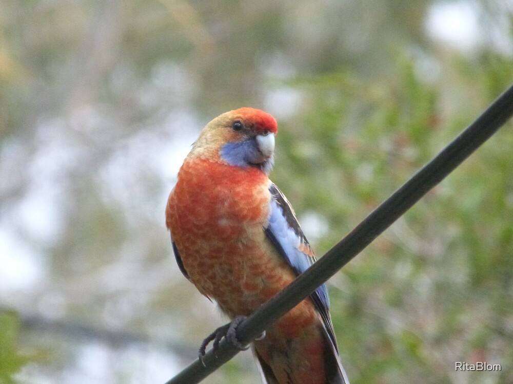 "Australian Native Juvenile Rosella. Sitting on power line." by ...