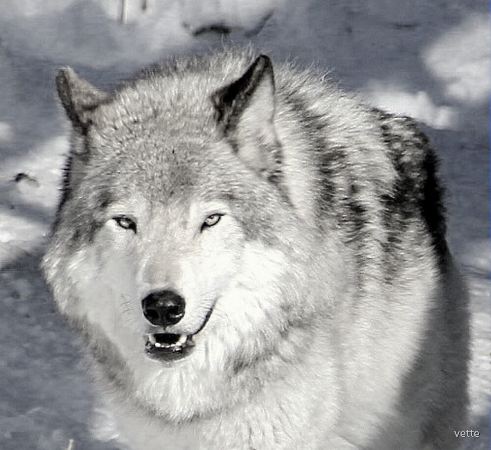 "Timberwolf on Watch" by vette | Redbubble