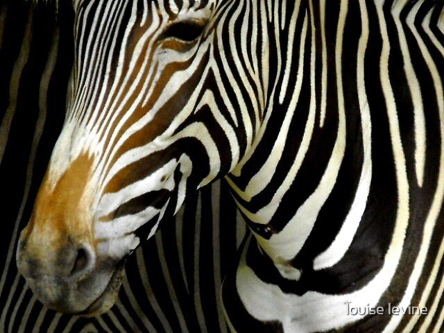 "zebra lines" by louise levine | Redbubble