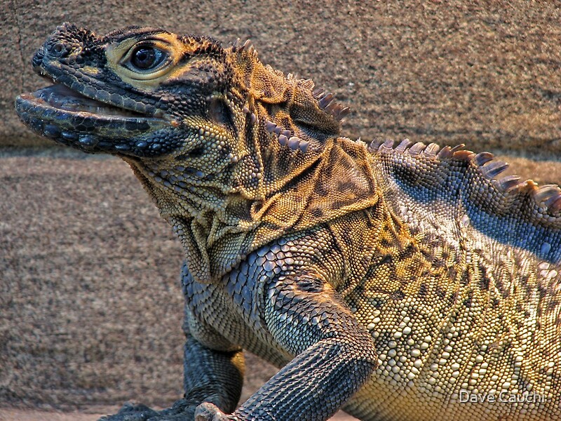 "Philippine Water Dragon" by Dave Cauchi | Redbubble