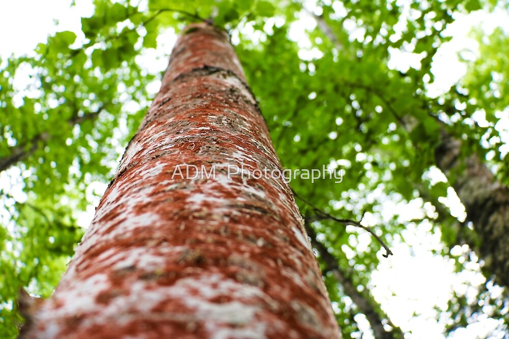 "The Red Tree Trunk" by ADM Photography | Redbubble
