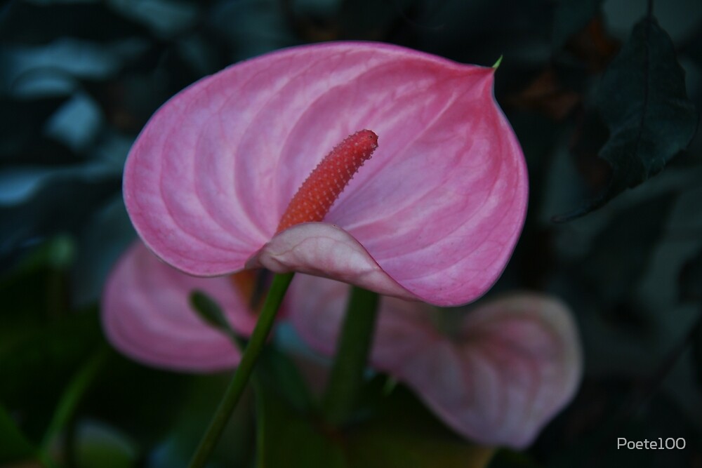 "Pink Anthurium" by Poete100 | Redbubble