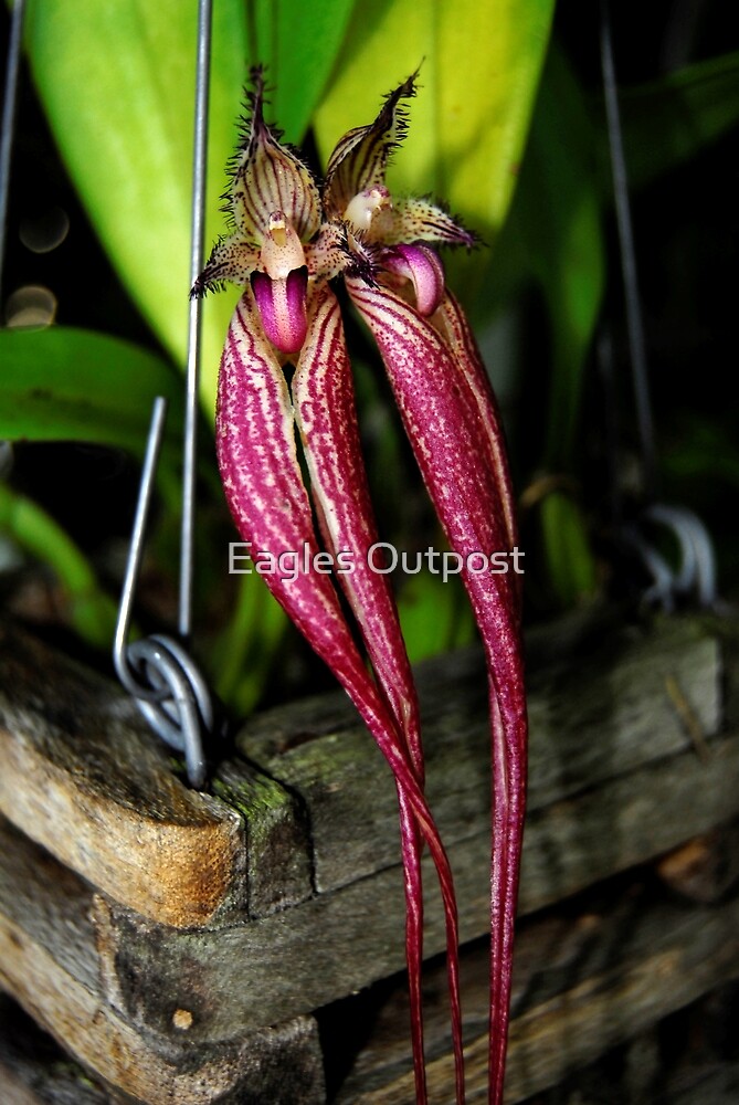 "Bulbophyllum Doris Dukes Flower" by Jason Pepe | Redbubble