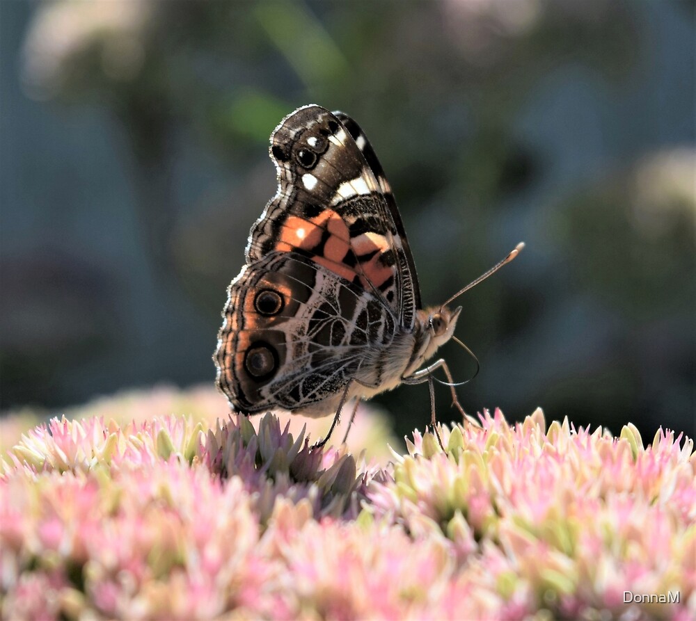 "Painted Lady " by DonnaM | Redbubble