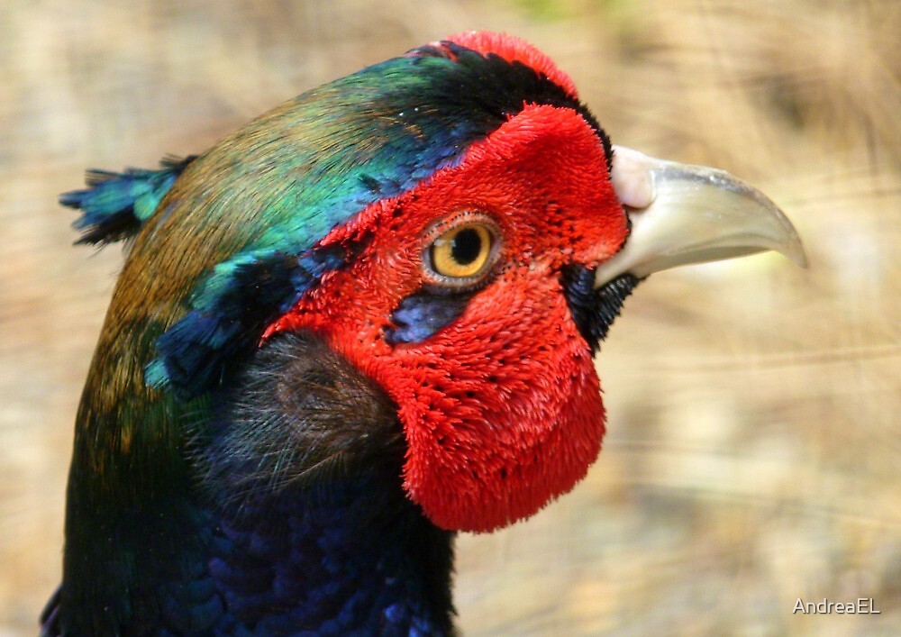 "Metallic Highlights - Common Pheasant - NZ" by AndreaEL | Redbubble