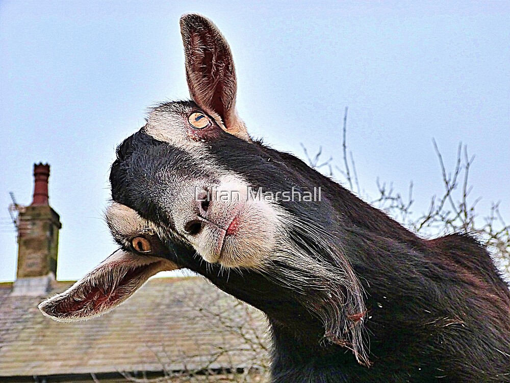 "The Nosy Goat (2)" by Lilian Marshall | Redbubble