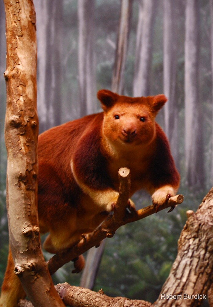 ""Goodfellow's Tree Kangaroo"" by Robert Burdick | Redbubble