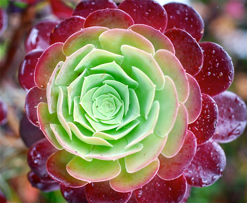 " Cabbage Rose Succulent" by Penny Smith | Redbubble