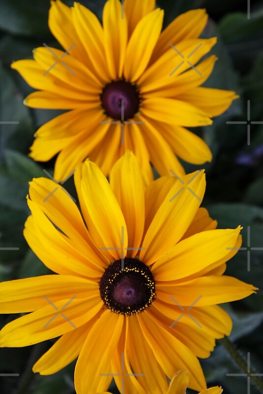 "Double Daisy Gloriosa" by Heather Friedman | Redbubble