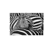 ""Stripes" - Optical Illusion of the stripes on the zebras" by ...