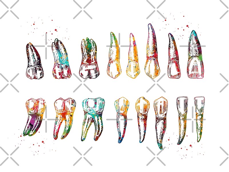 "Teeth Diagram" by erzebetth | Redbubble