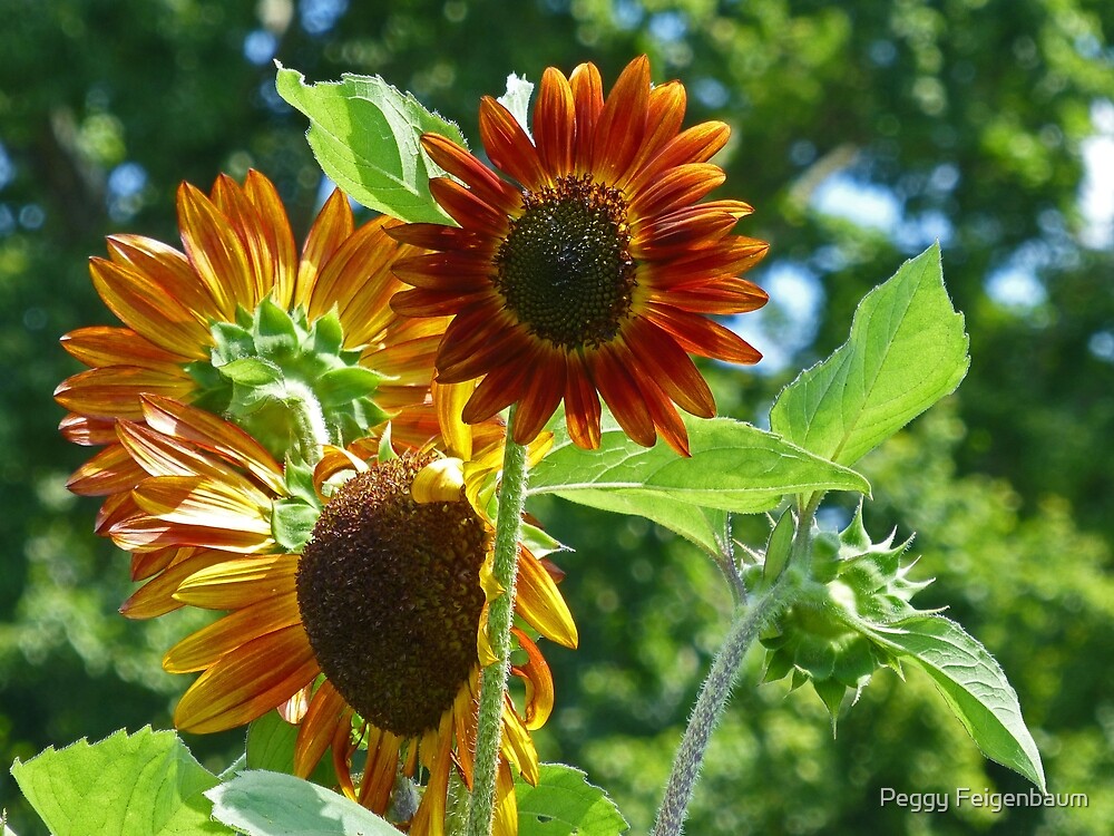 "Cheerful Sunflower Trio" by Peggy Feigenbaum | Redbubble