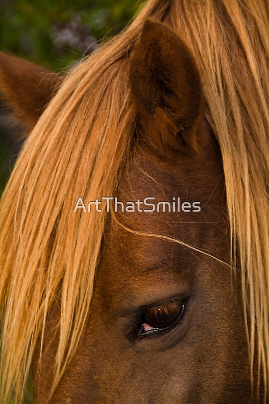 ""The Mane Thing" - closeup of a wild horse" by ArtThatSmiles | Redbubble