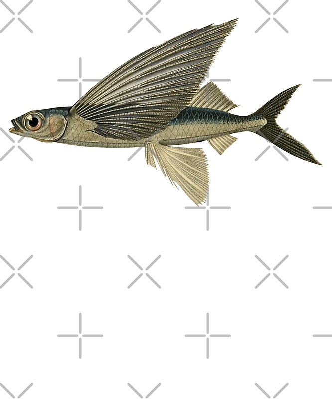 "Flying Fish Gift Cool Flying Fish I love Flying Fish Land of the ...