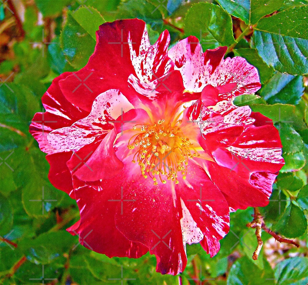 "California Rose #6" by Shulie1 | Redbubble