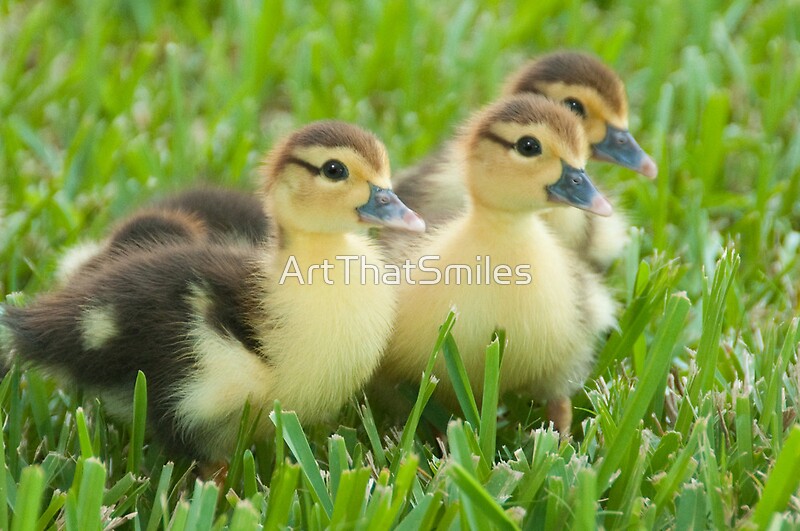 ""The Three Little Ducks"" by ArtThatSmiles | Redbubble
