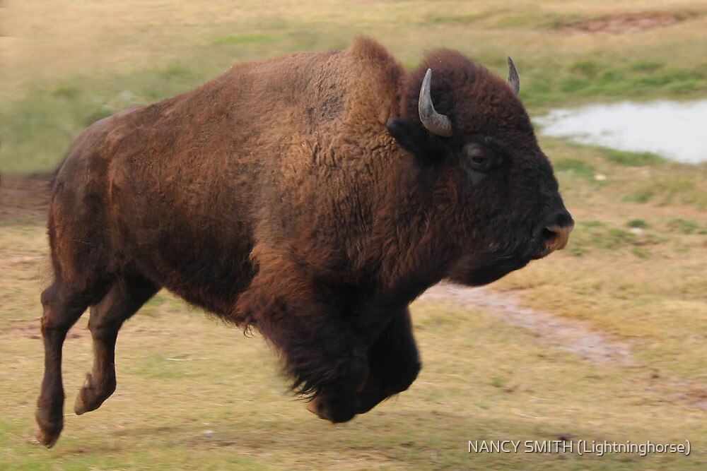"Buffalo Jump" by Lightninghorse | Redbubble